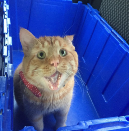 7 Adopted Cats Who Became Superstars – PawBoost Blog