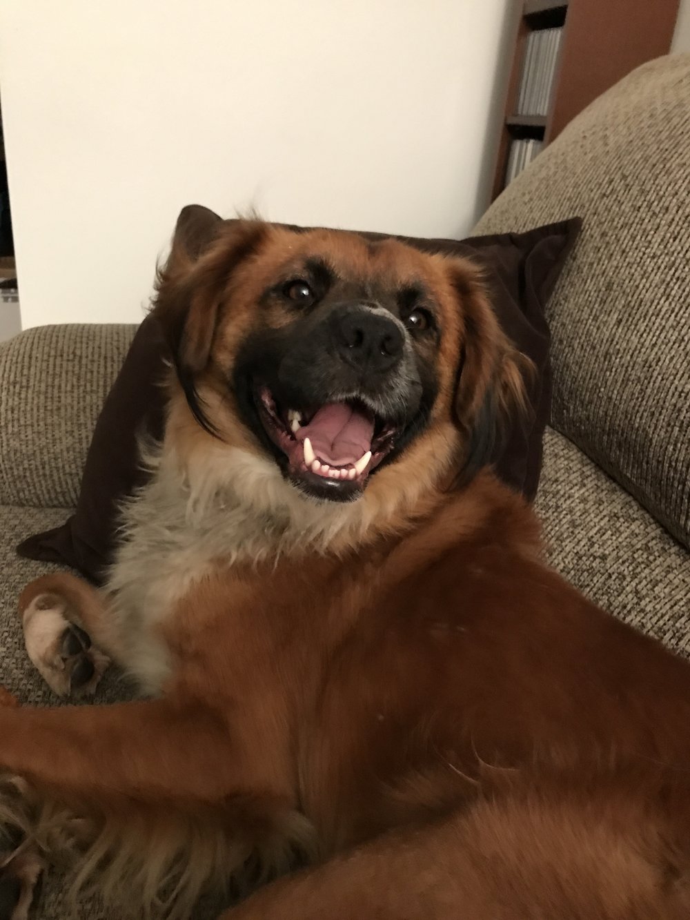 Happy Tails! November 2017 – Lost & Found, Dogs, Cats & Pets That Were ...