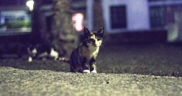 7 Effective Search Tips for Finding Your Lost Cat – PawBoost Blog