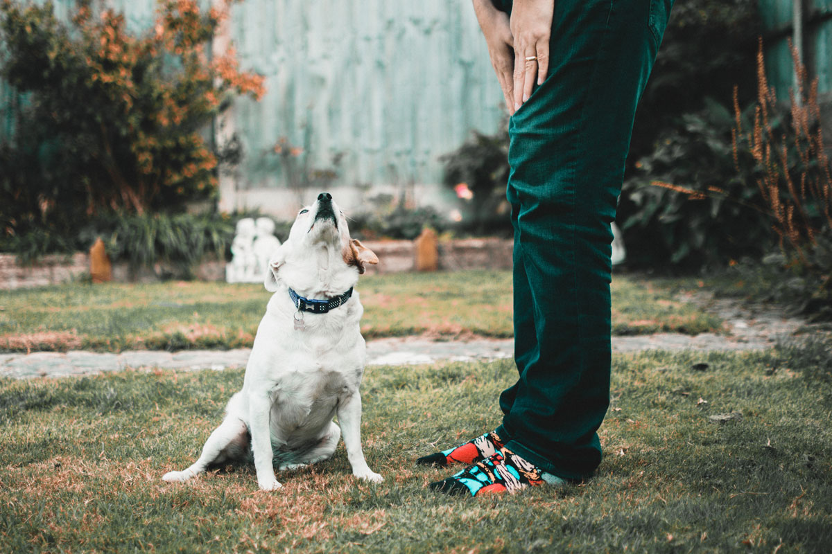 7 Dog Training Tips Everybody Should Know – PawBoost Blog
