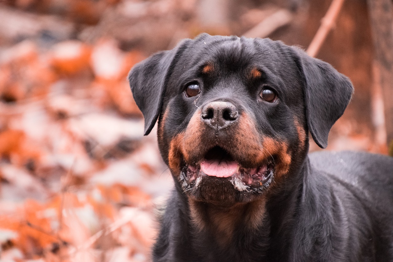 A Basic Guide For The 10 Most Popular Dog Breeds – PawBoost Blog
