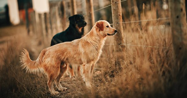 How to Stop Your Dog from Running Away and Why It’s Happening ...