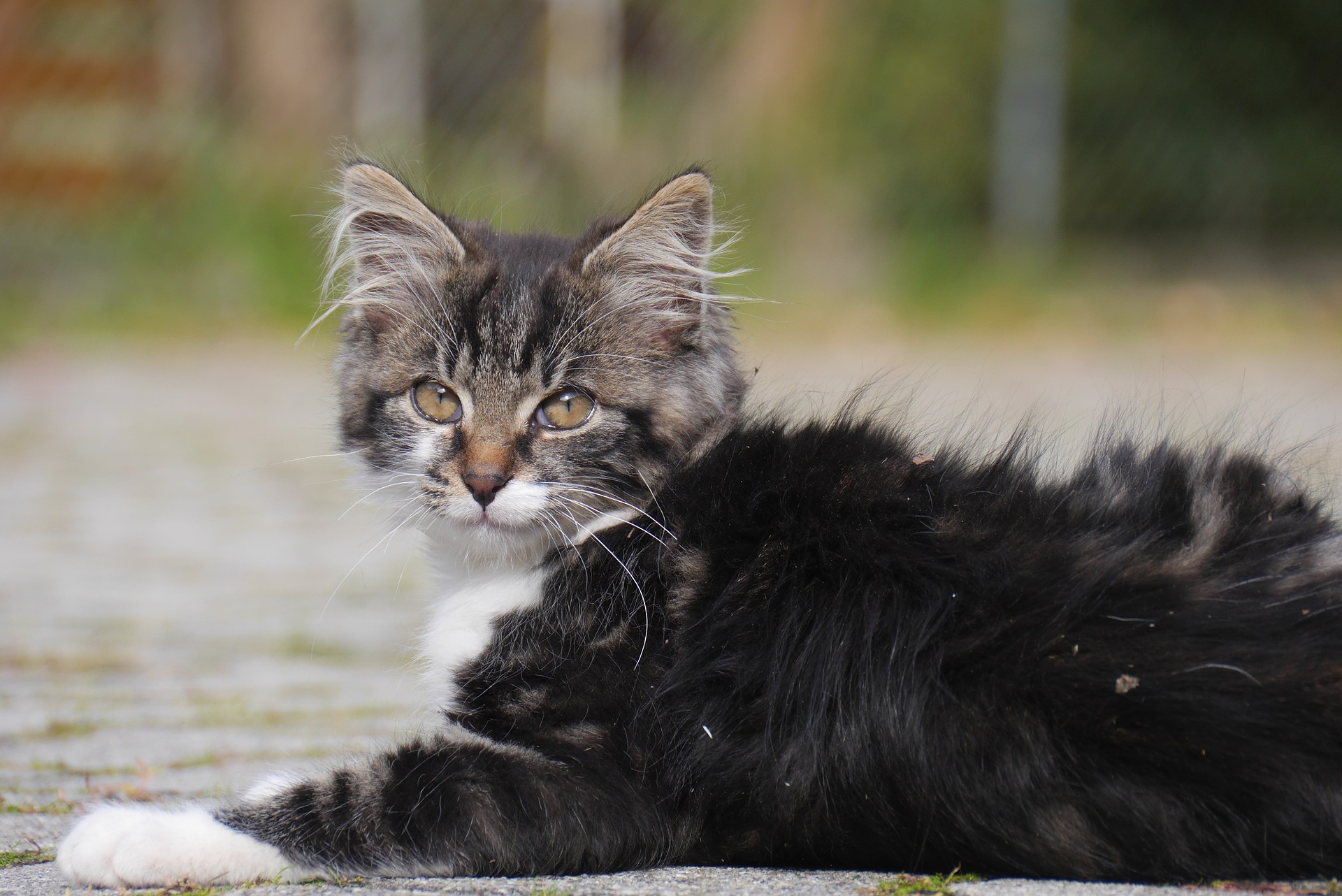 Why and How to Give Your Cat a Bath – PawBoost Blog