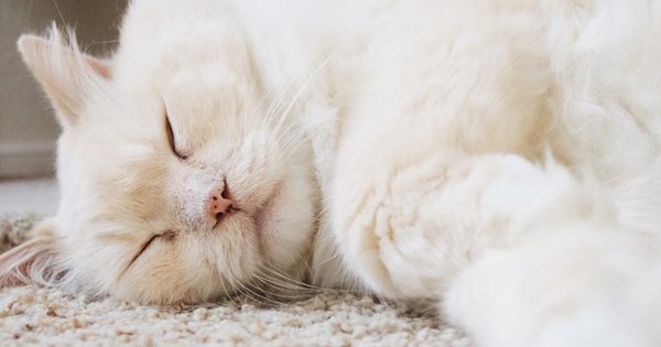6 Cat Diseases You Need To Be Aware Of – PawBoost Blog