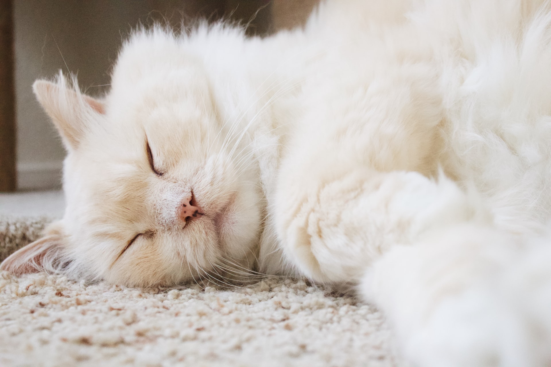6 Cat Diseases You Need To Be Aware Of – PawBoost Blog