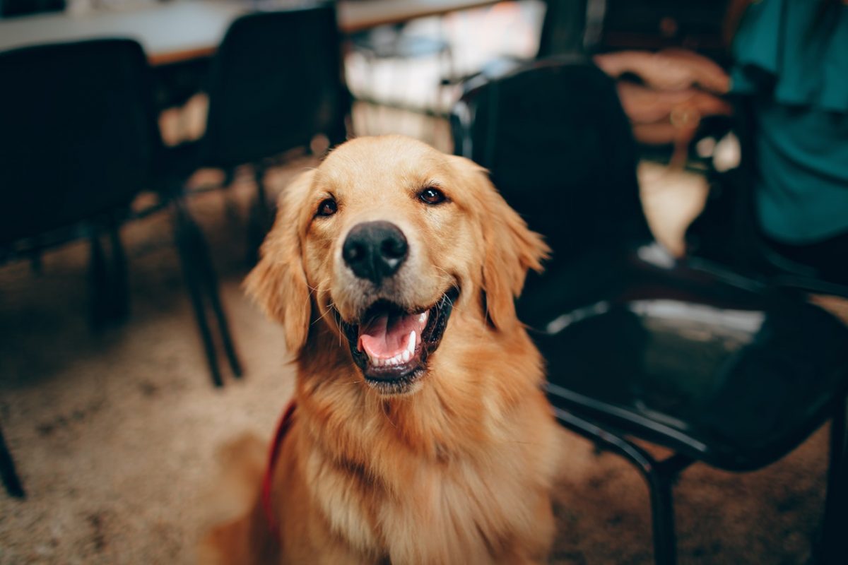 Puppy vs Adult Dog: What's Best for You? – PawBoost Blog