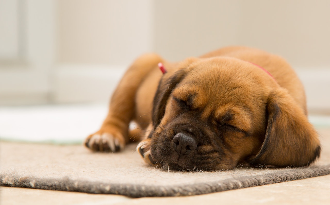 Puppy vs Adult Dog: What's Best for You? – PawBoost Blog