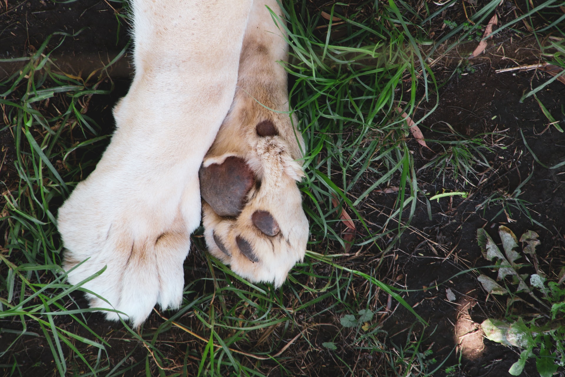 Dog Paw Care Guide – PawBoost Blog