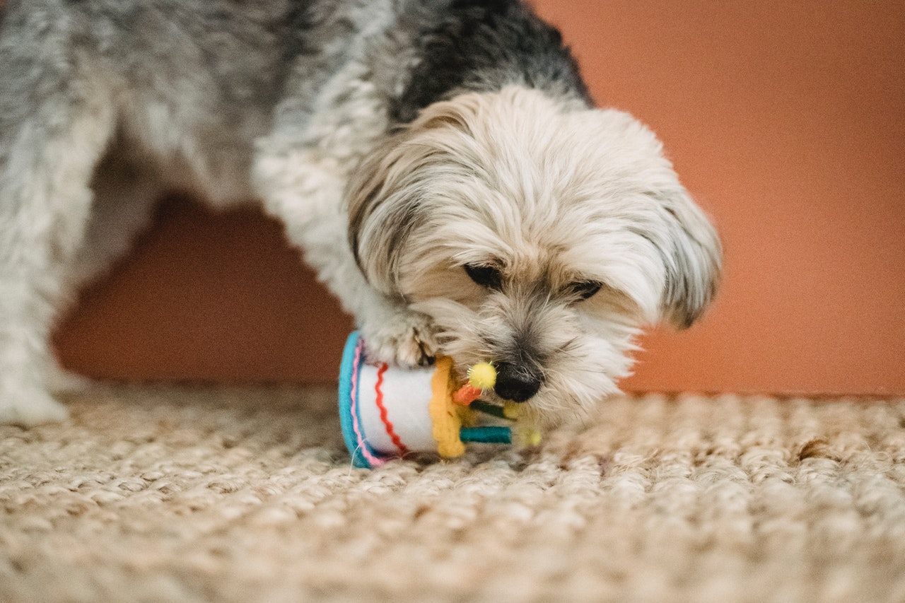 When Do Puppies Stop Chewing On Everything? – PawBoost Blog