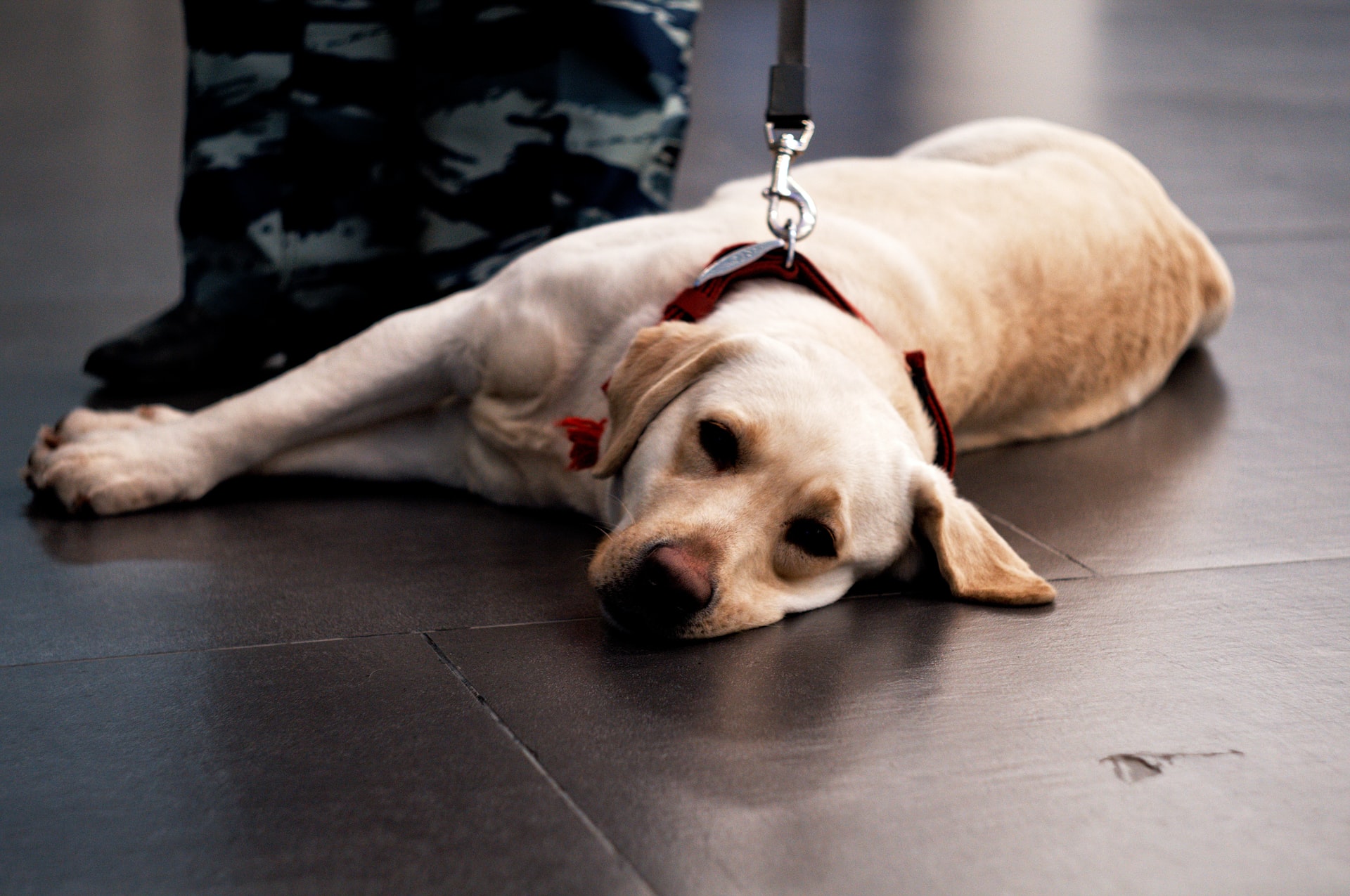 Your Guide to Adopting a Service Dog | PawBoost