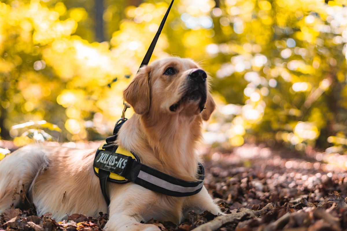 Your Guide to Adopting a Service Dog | PawBoost