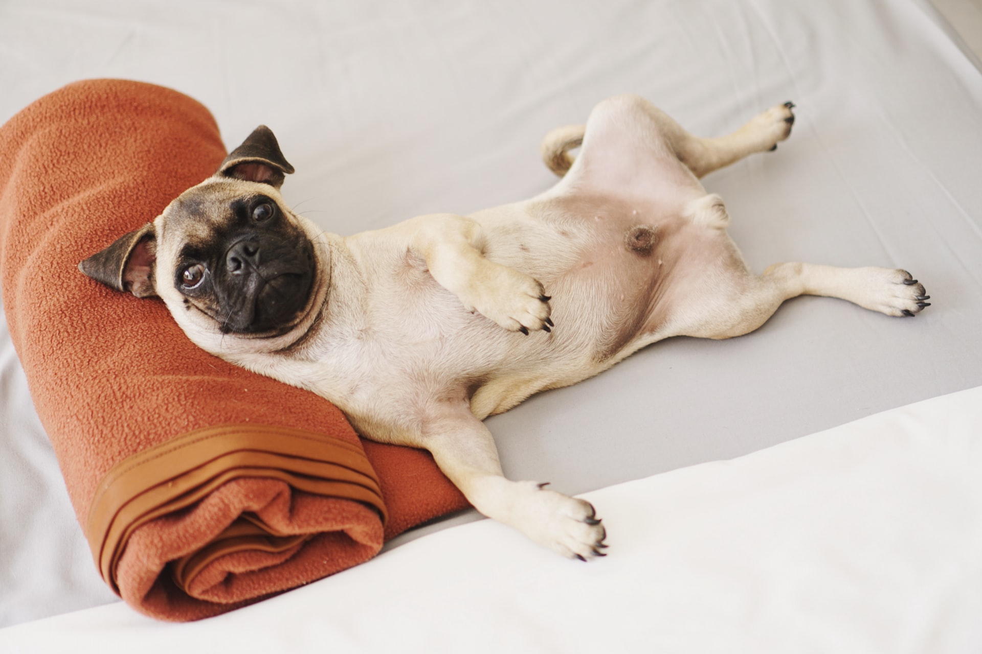 Why Dogs Love Massages and How to Effectively Do Them – PawBoost Blog