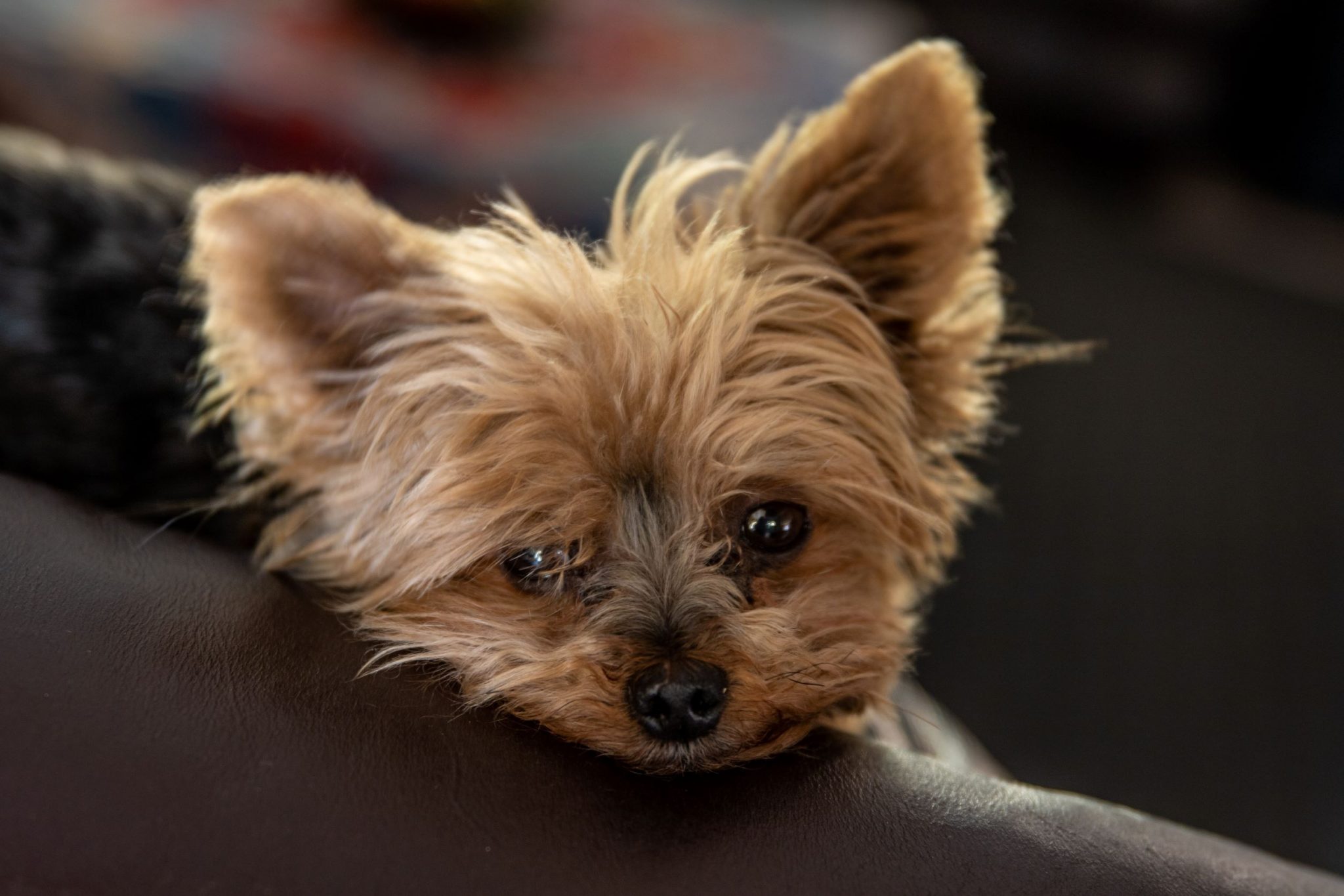 How Big Do Yorkies Get? | PawBoost