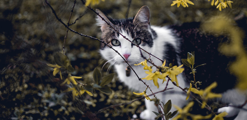 How to Search for a Lost Cat | PawBoost