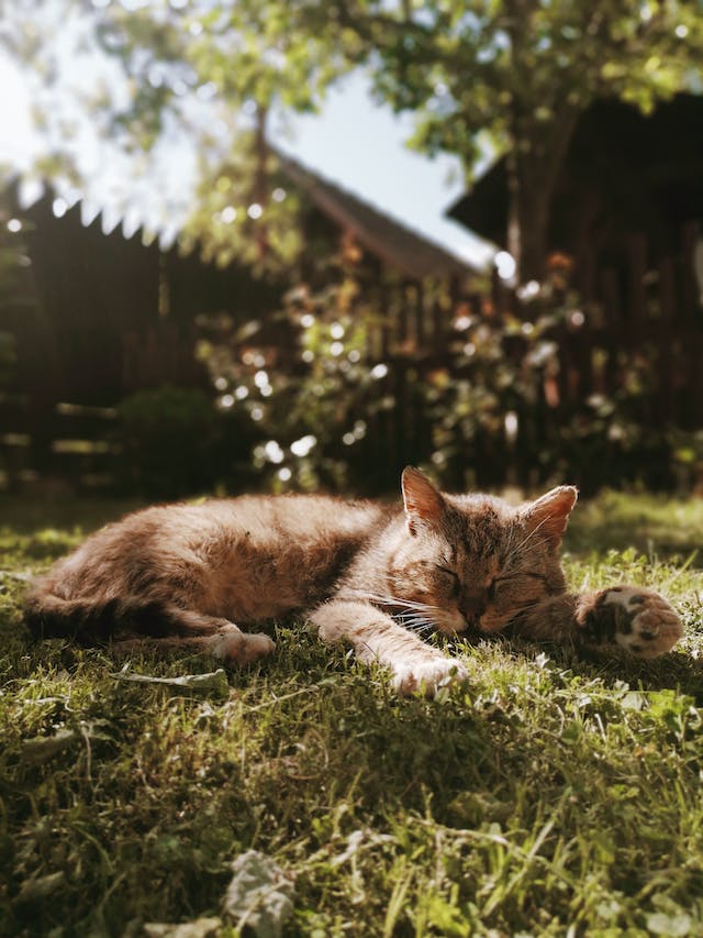 How to Search for a Lost Cat | PawBoost