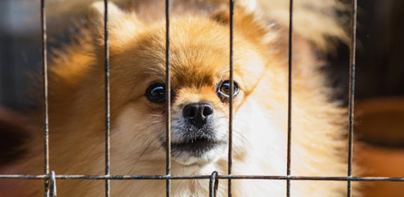 How to Drop Off a Lost Animal at the Shelter | PawBoost Guide