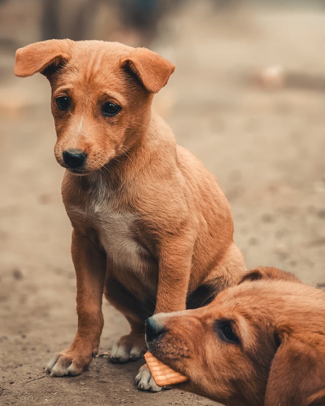 Who Can Help Me Find My Lost Dog? | PawBoost Guide