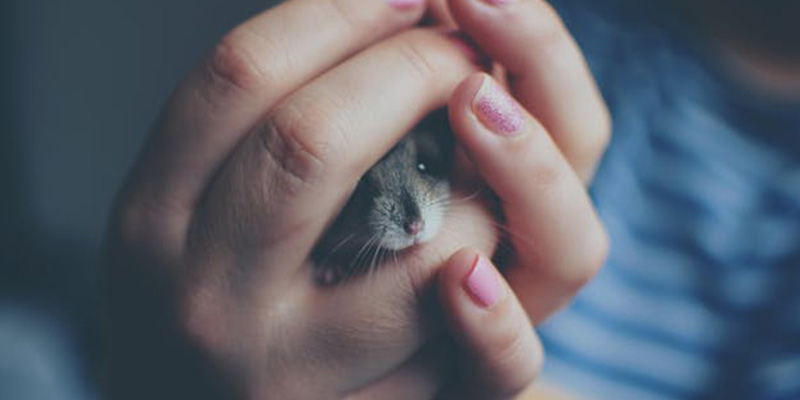 How To Find a Lost Hamster | PawBoost