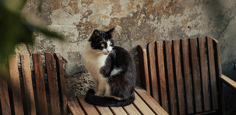 How to Attract a Lost Cat Back Home | PawBoost Guide