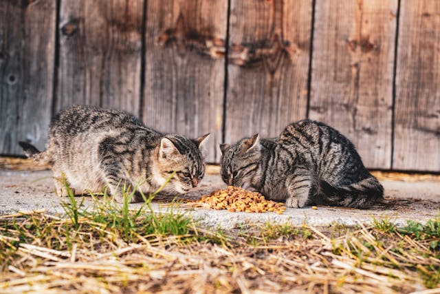 How to Attract a Lost Cat Back Home | PawBoost Guide